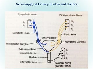 Cystometrogram Storage Phase | PPTX