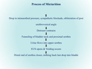 Cystometrogram Storage Phase | PPTX