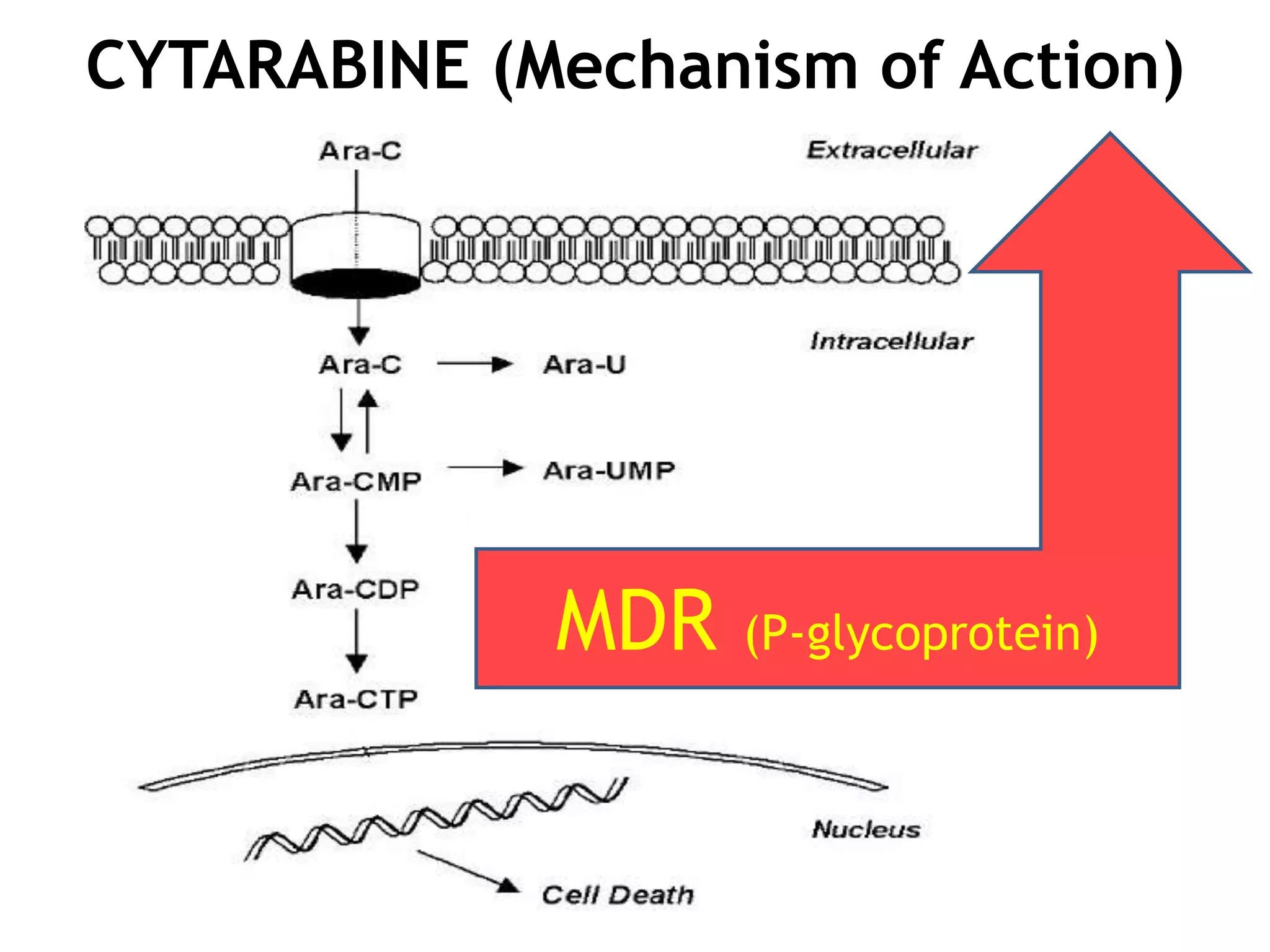 Cytarabine | PPTX