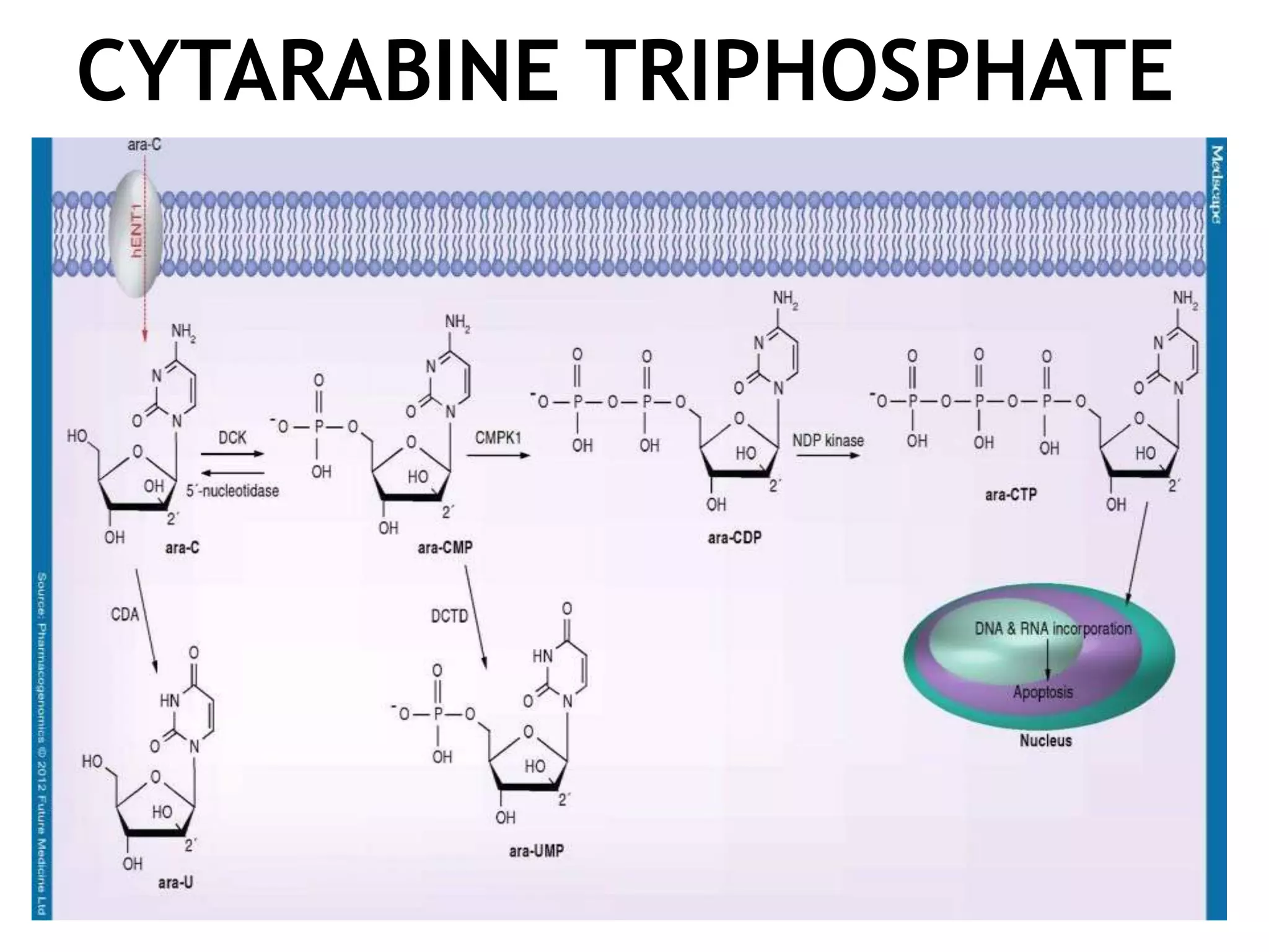Cytarabine | PPTX