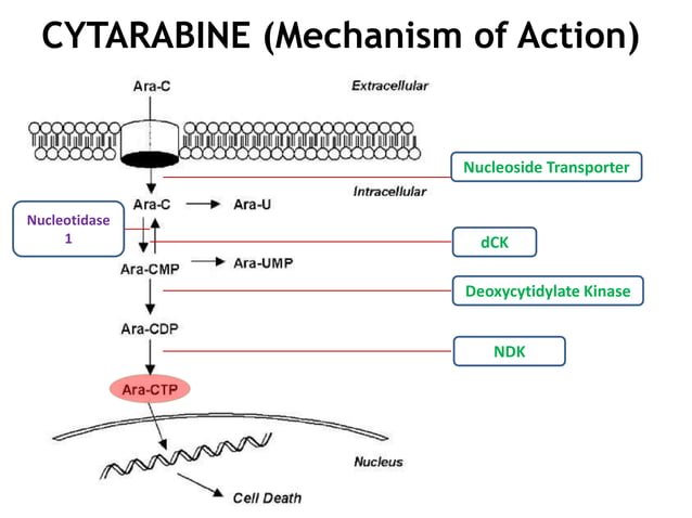 Cytarabine | PPTX | Blood Disorders | Diseases and Conditions
