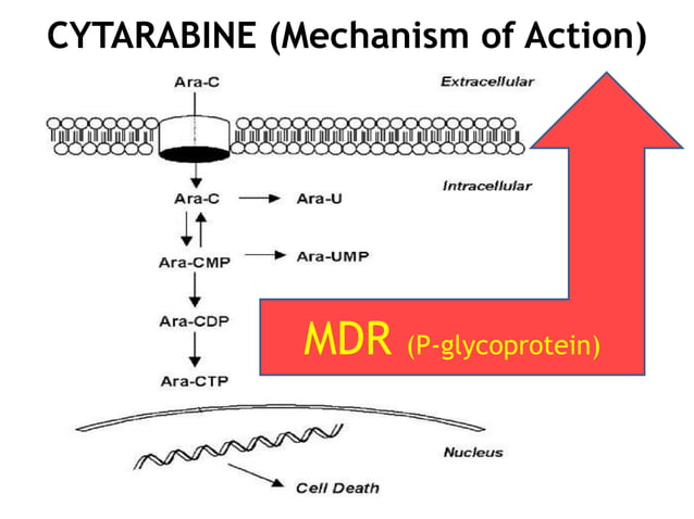 Cytarabine | PPTX | Blood Disorders | Diseases and Conditions