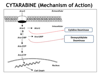 Cytarabine | PPTX