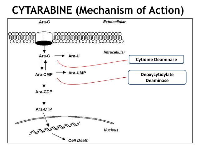 Cytarabine | PPTX | Blood Disorders | Diseases and Conditions