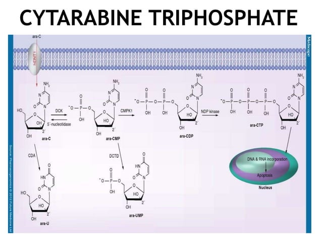Cytarabine | PPTX | Blood Disorders | Diseases and Conditions