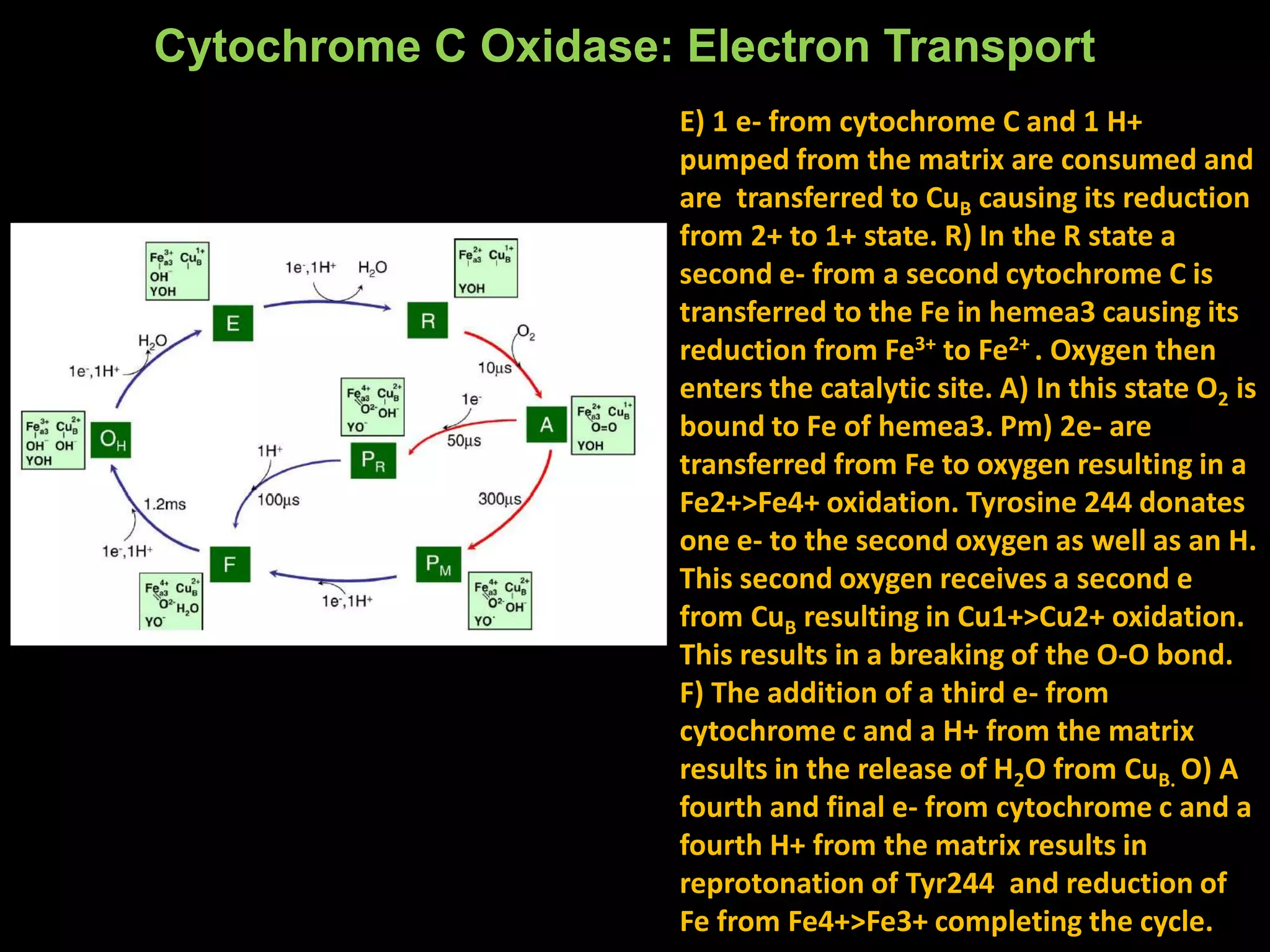 Cyt c oxidsase LECTURE | PPTX