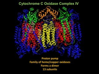 Cyt c oxidsase LECTURE | PPTX