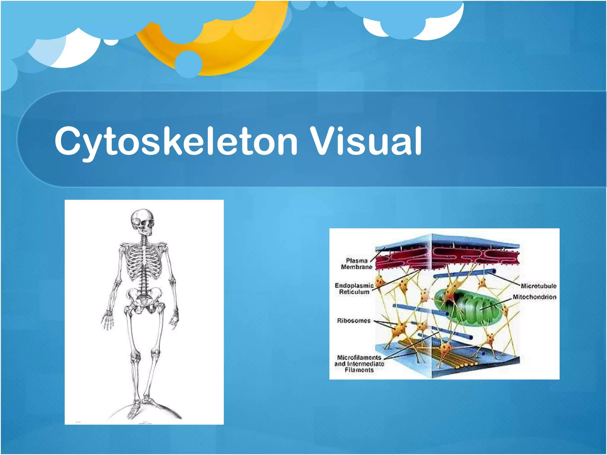 Cytoskeleton Cell Survivor | PPT
