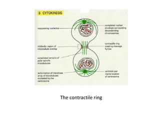 Cytokinesis | PPTX