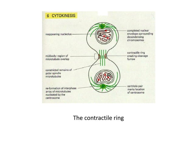 Cytokinesis | PPTX | Biological Sciences | Science