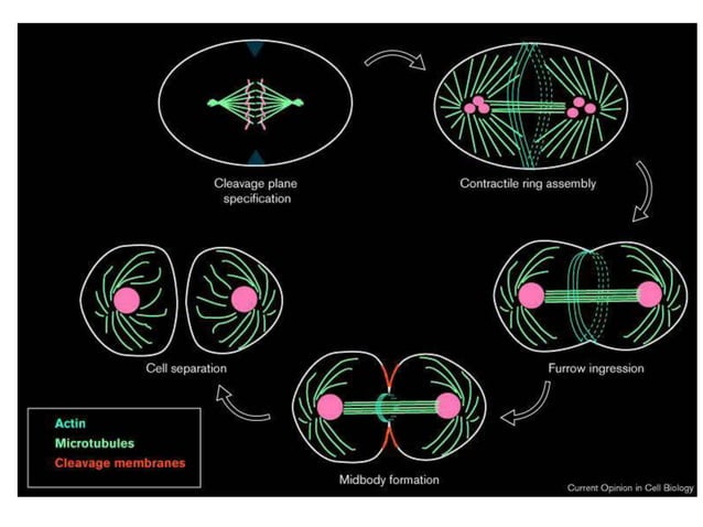 Cytokinesis | PPTX | Biological Sciences | Science