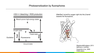 Phototoxicity in live cell imaging workshop CYTO2018 | PPTX