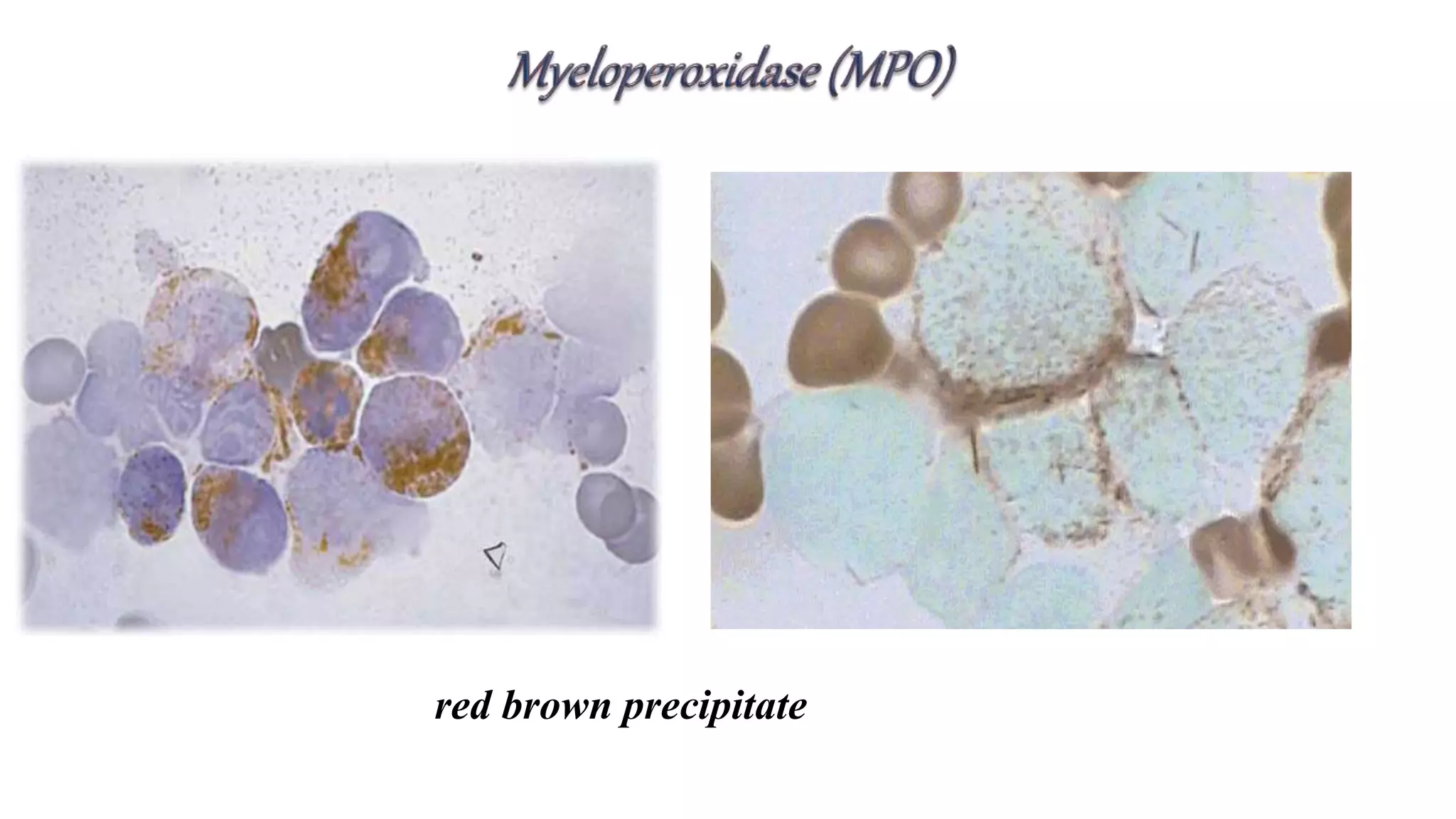 Cytochemical staining checked | PPTX