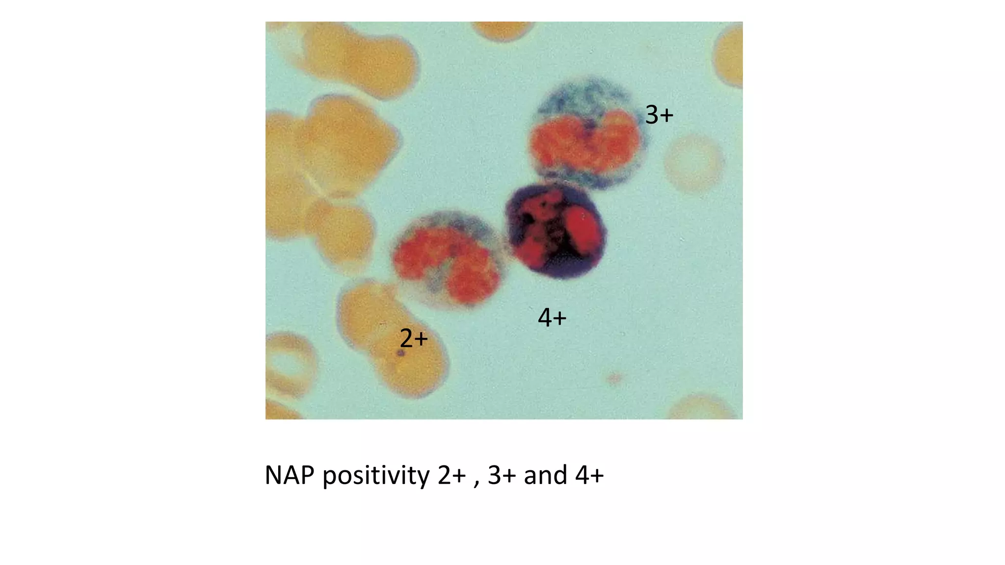 Cytochemical staining checked | PPTX