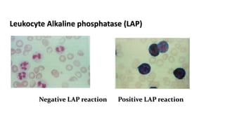Cytochemical staining checked | PPTX
