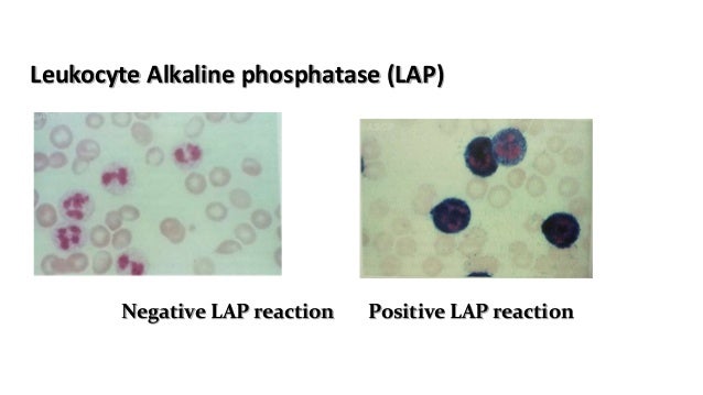 Cytochemical staining checked