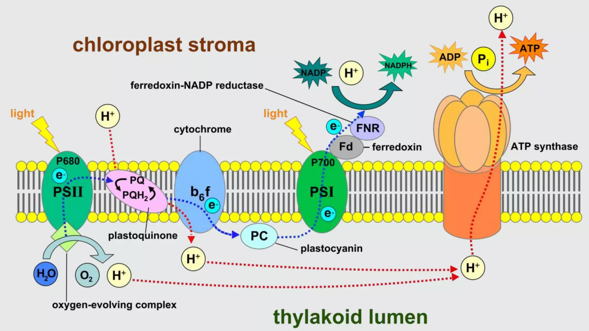 Cytochrome | PPTX