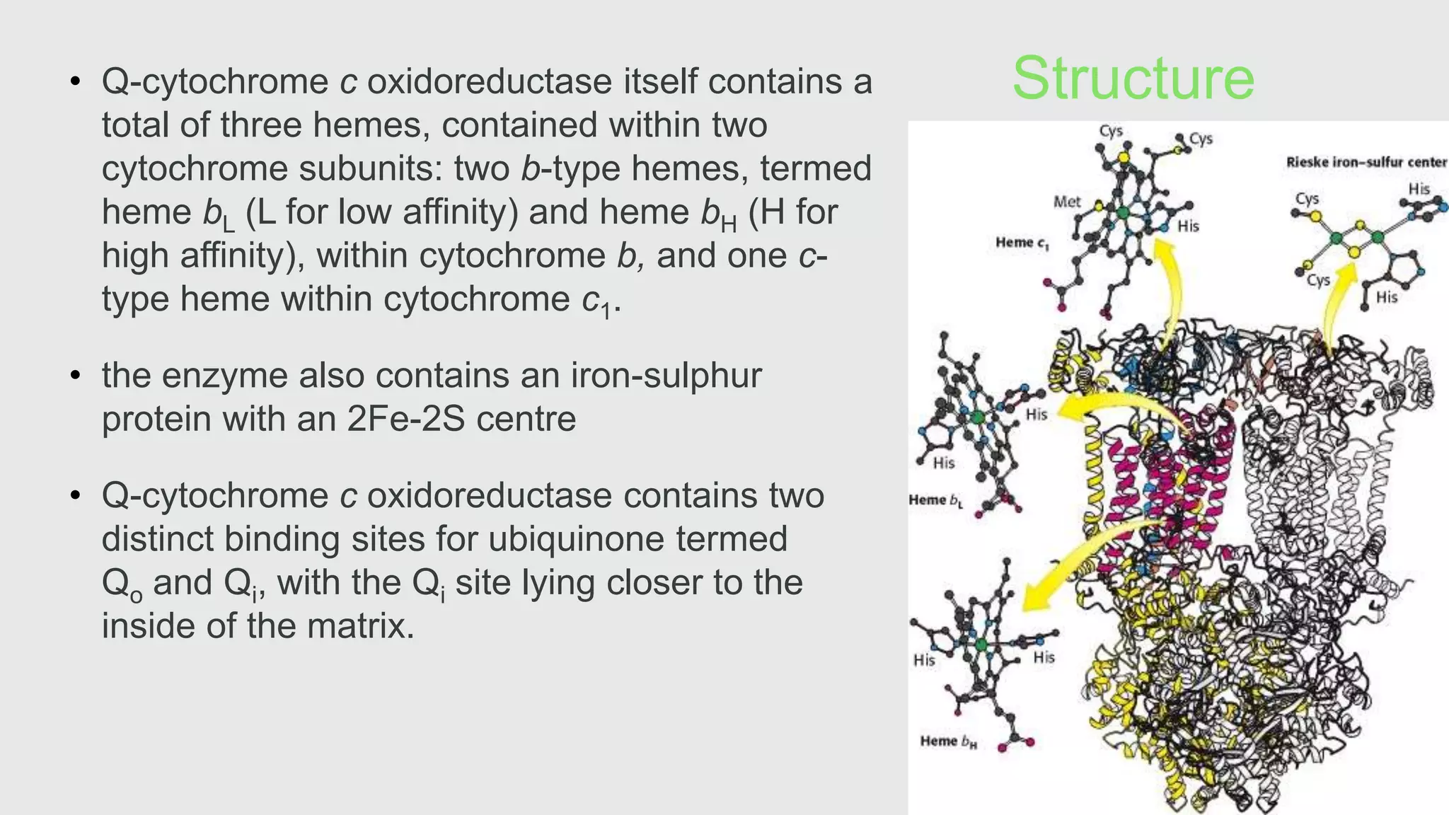 Cytochrome Pptx Chemistry Science