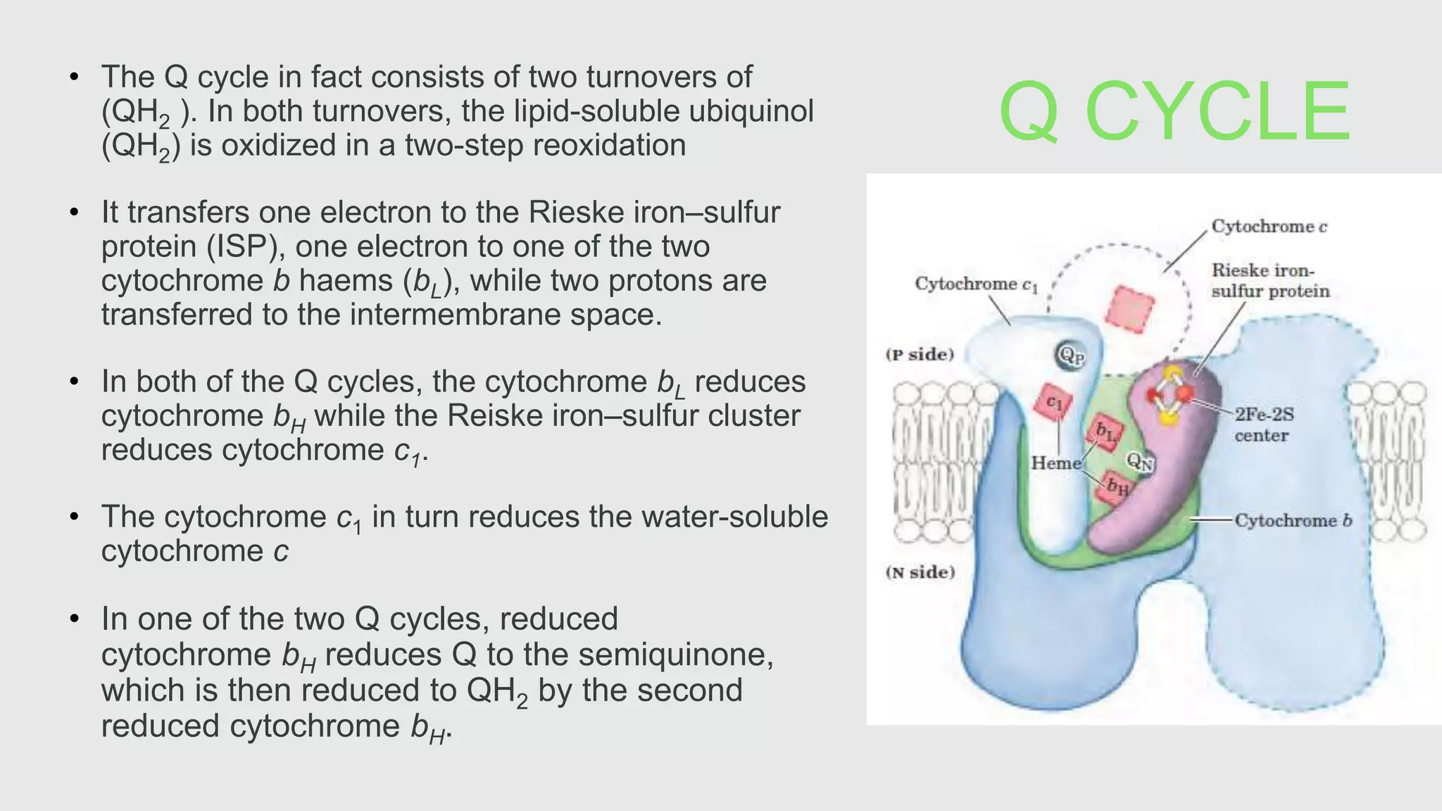 Cytochrome | PPTX