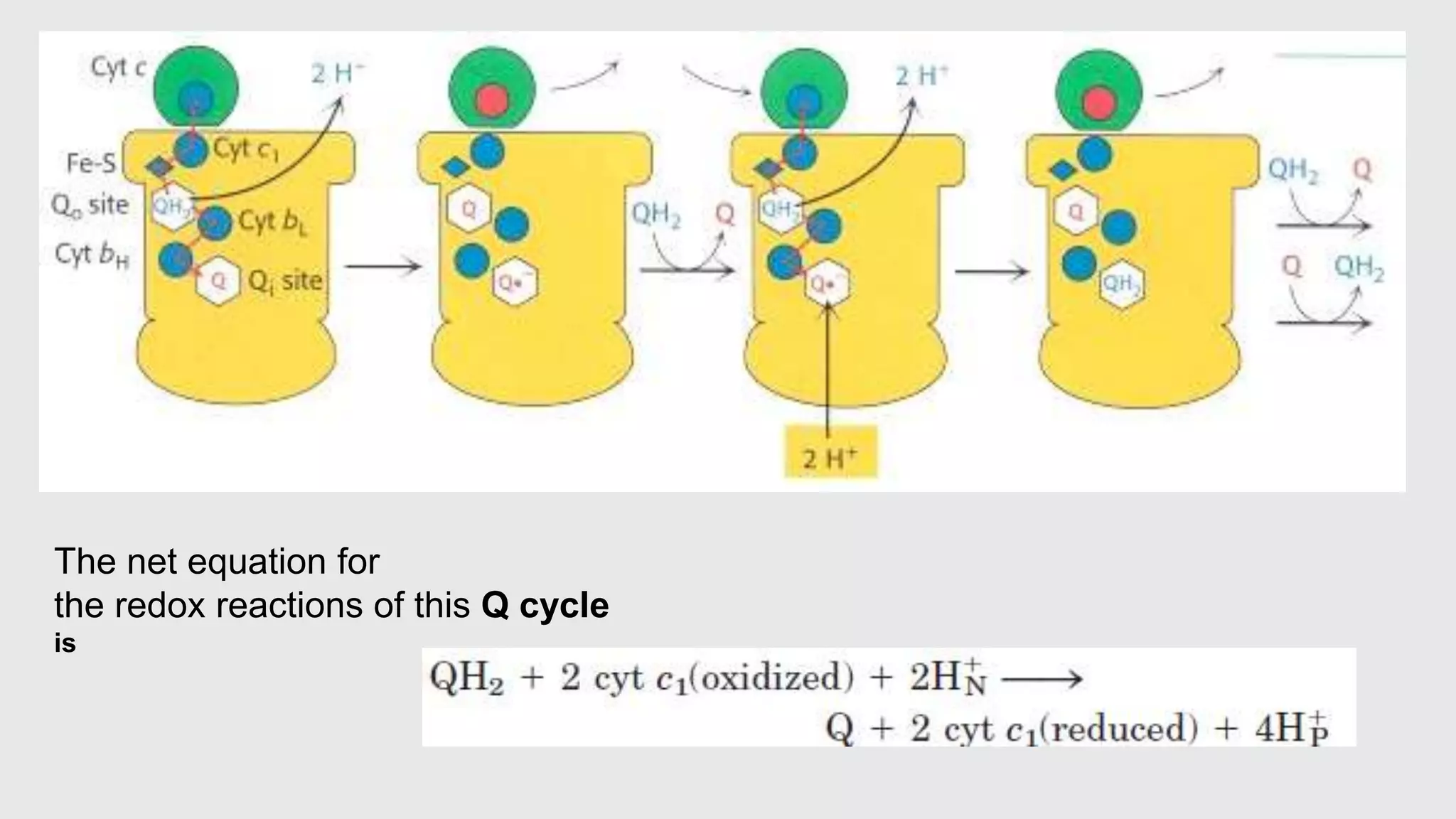 Cytochrome | PPTX
