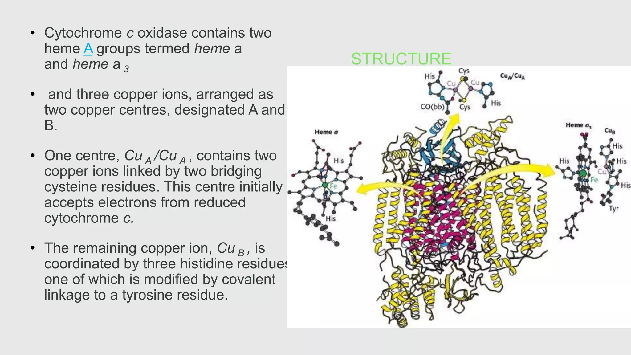 Cytochrome Pptx Chemistry Science