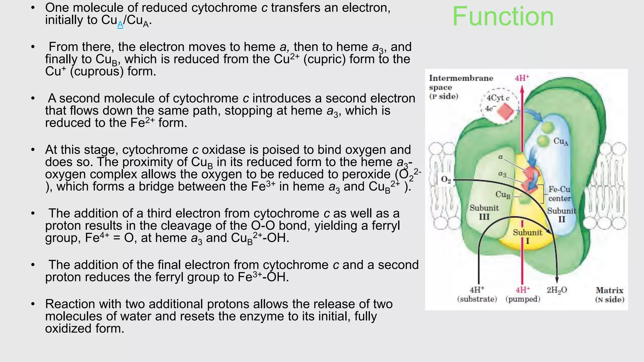 Cytochrome | PPTX