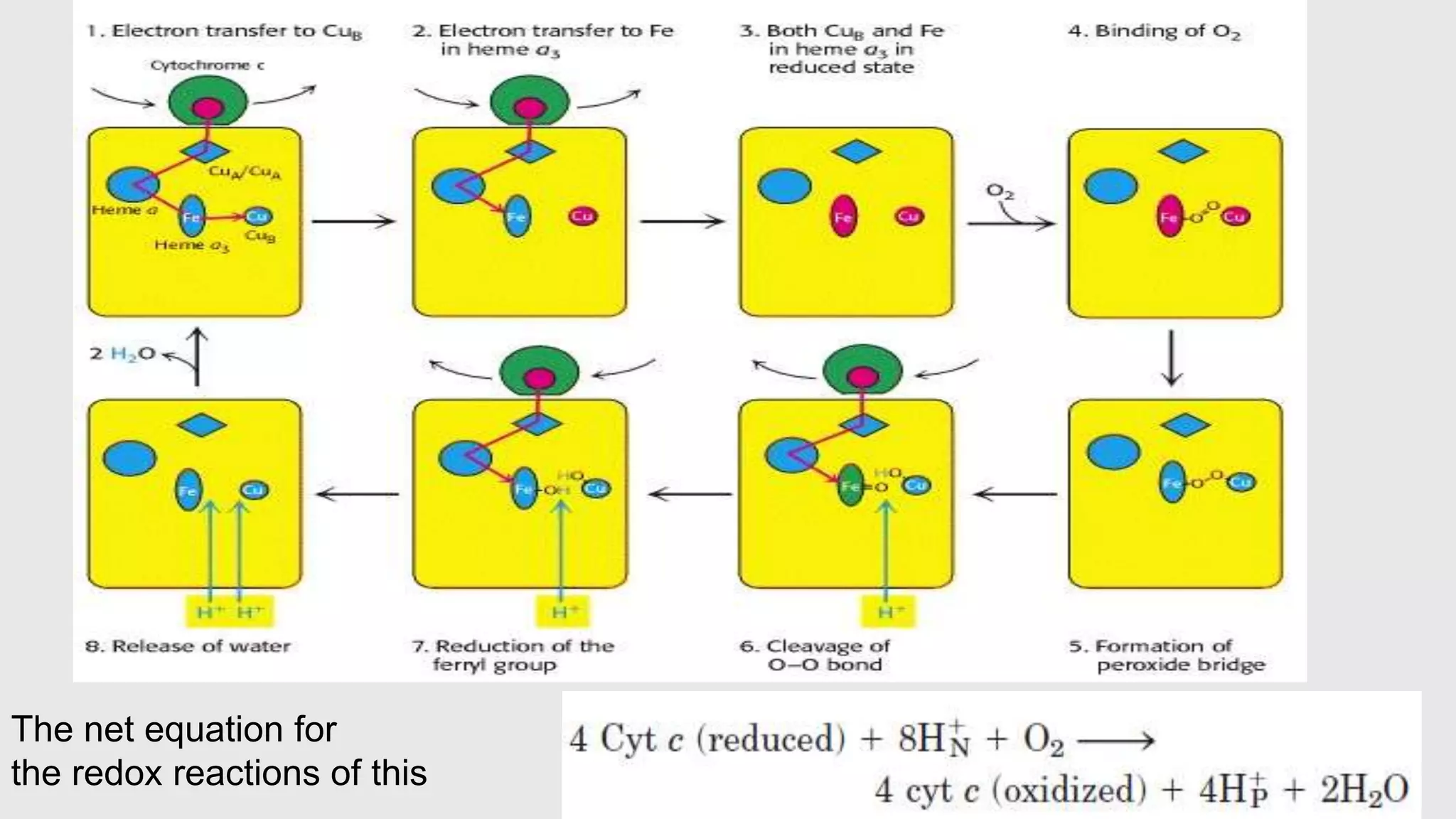 Cytochrome | PPTX