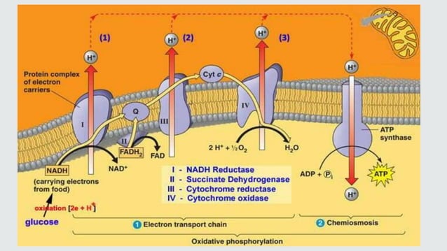 Cytochrome | PPTX | Chemistry | Science