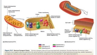 Cytochrome | PPTX