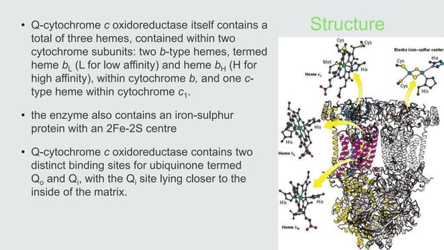 Cytochrome | PPTX | Chemistry | Science