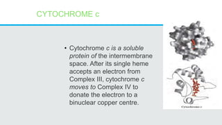 Cytochrome | PPTX