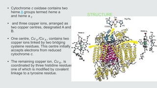Cytochrome | PPTX