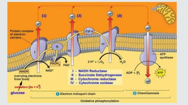 Cytochrome