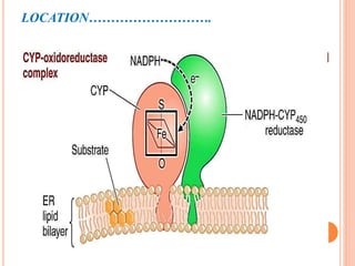 Cytochrome p 450 Dr Divya Krishnan | PPTX