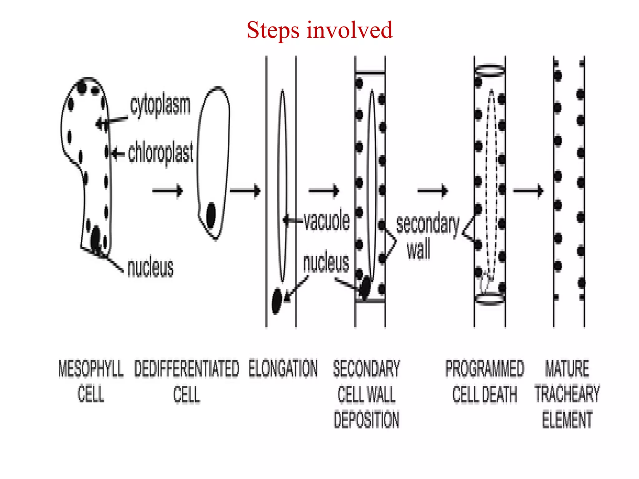 Cytodifferentiation | PDF