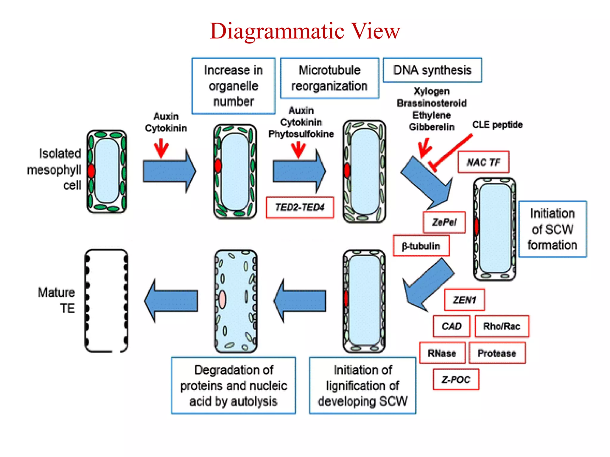 Cytodifferentiation | PDF