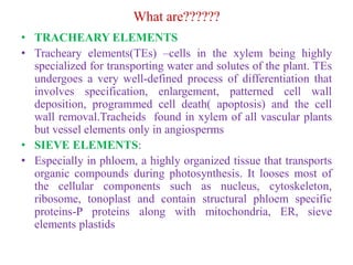 Cytodifferentiation | PDF