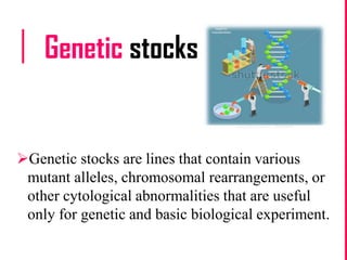 maintenance of genetic stocks | PPTX