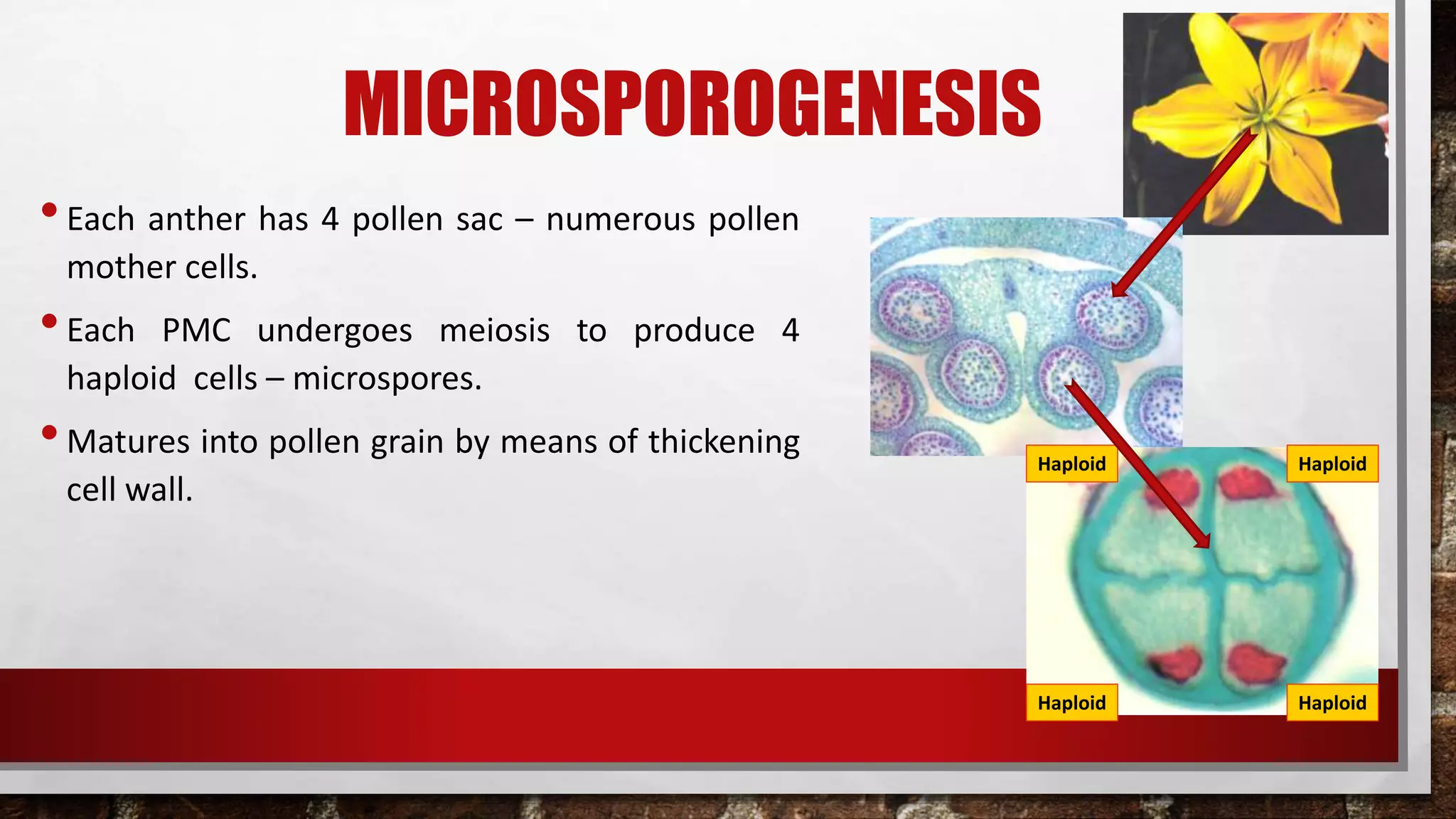 Embryology of pollen and ovule development | PPTX