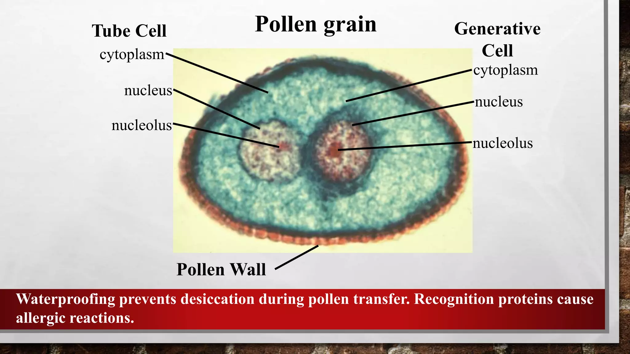 Embryology of pollen and ovule development | PPTX