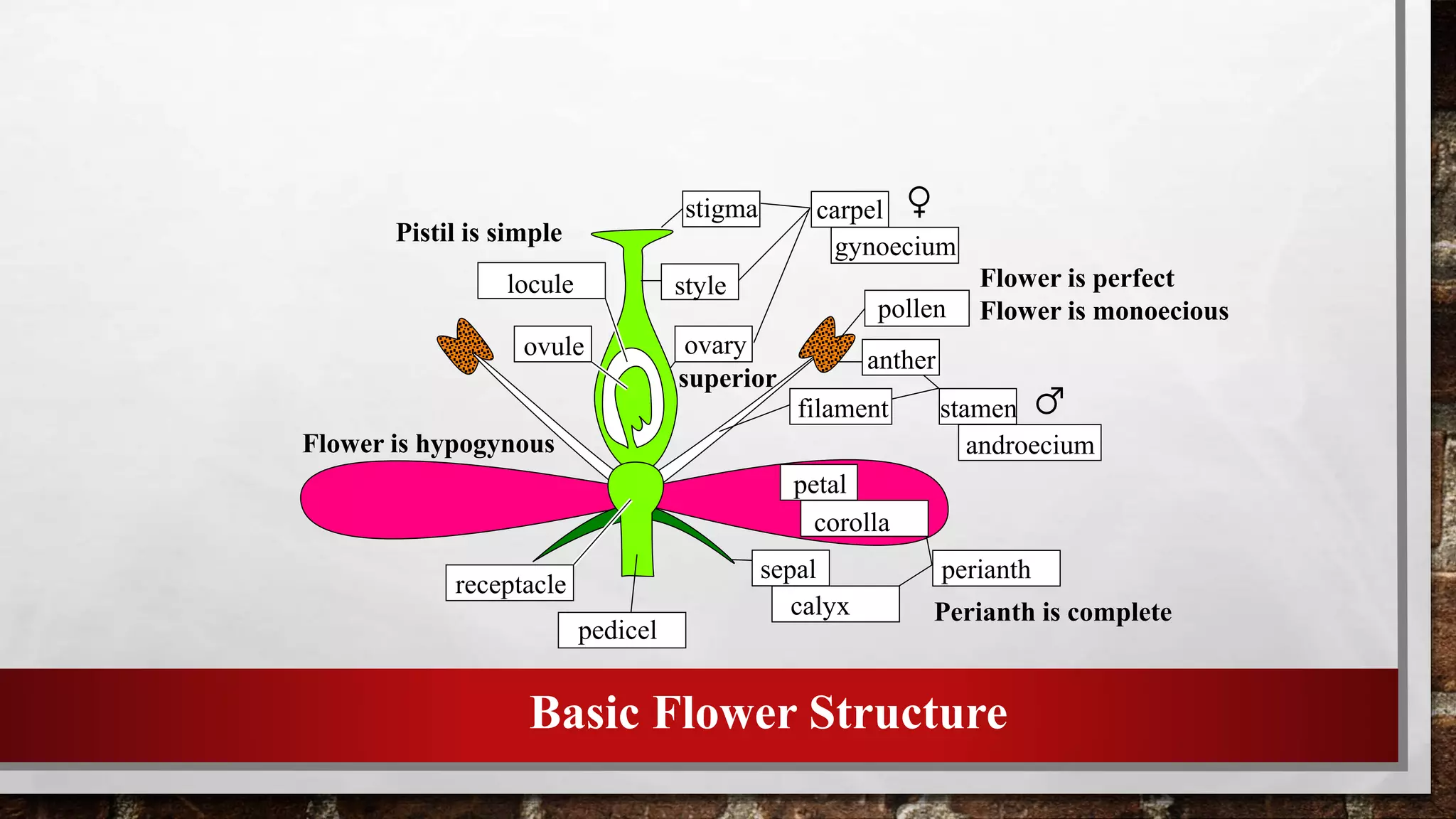 Embryology of pollen and ovule development | PPTX