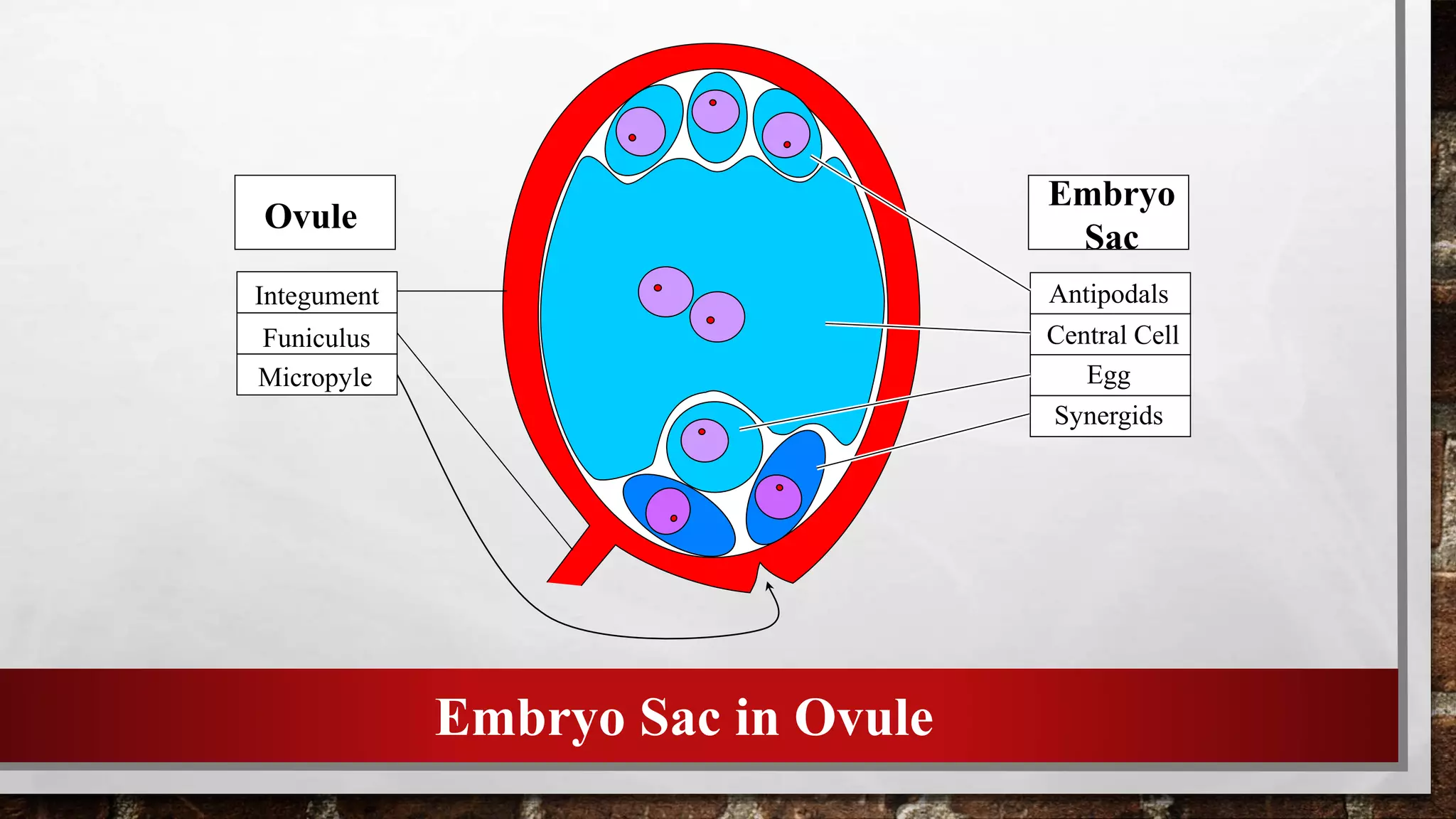 Embryology of pollen and ovule development | PPTX