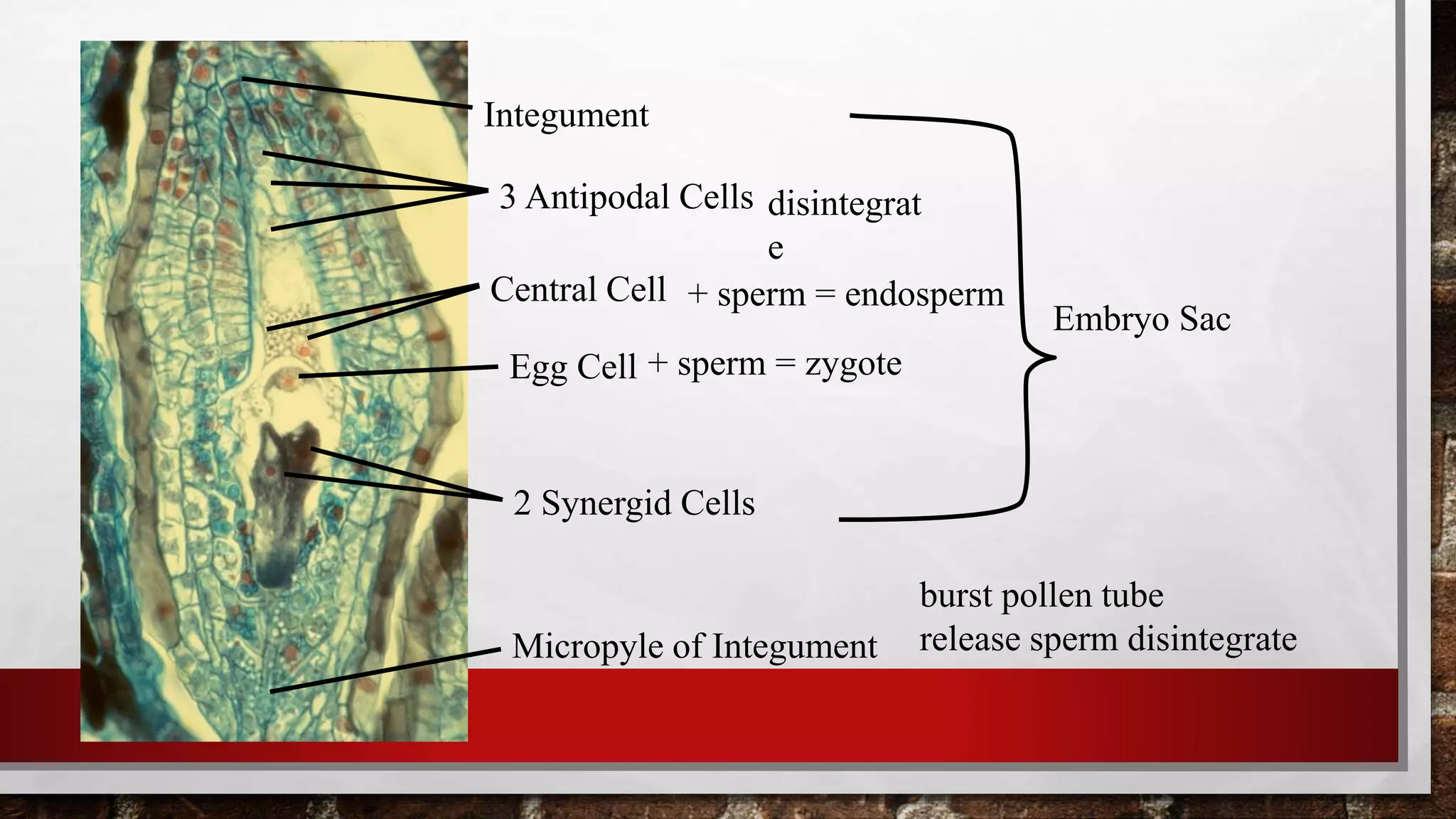 Embryology of pollen and ovule development | PPTX