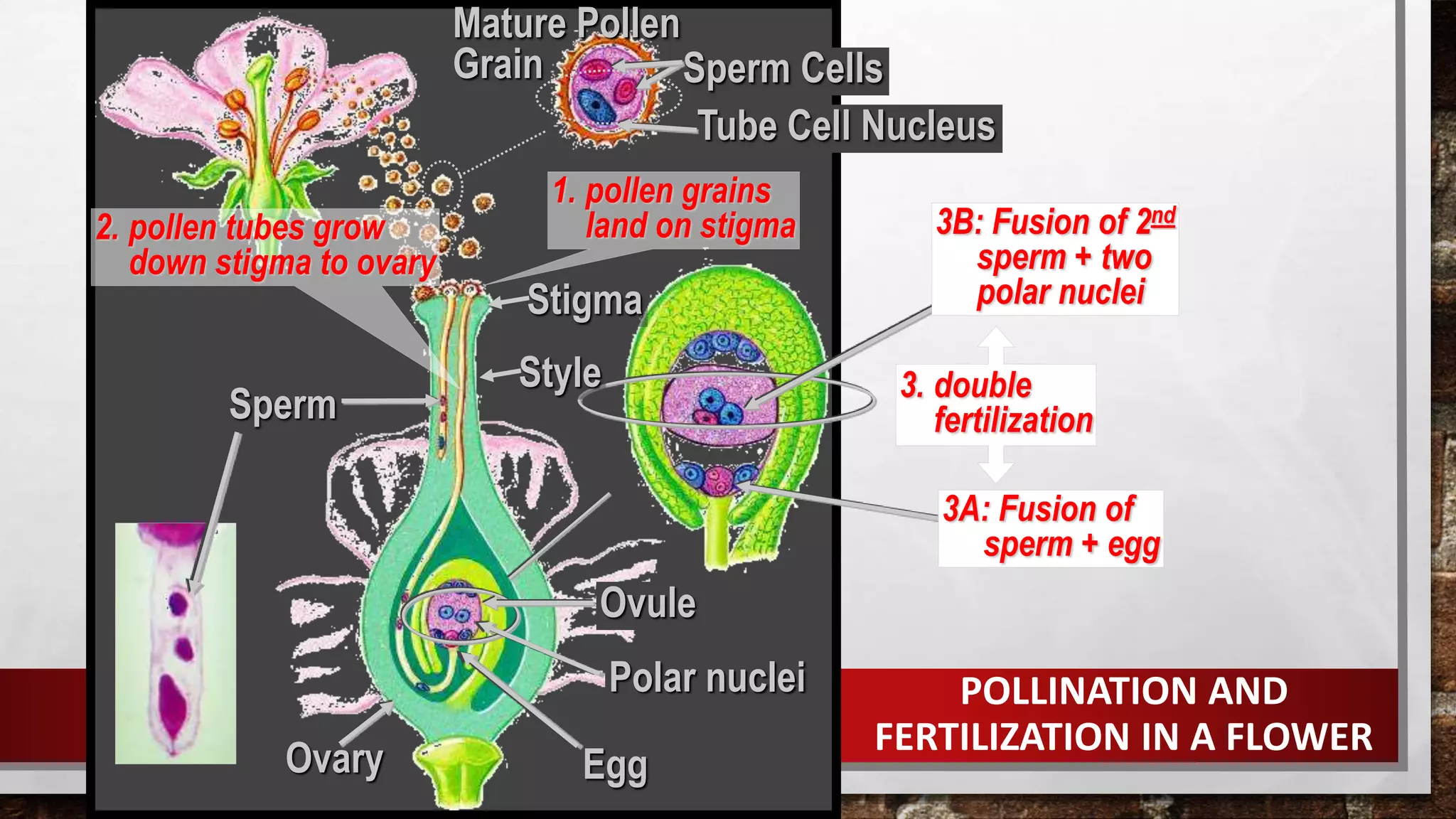 Embryology of pollen and ovule development | PPTX