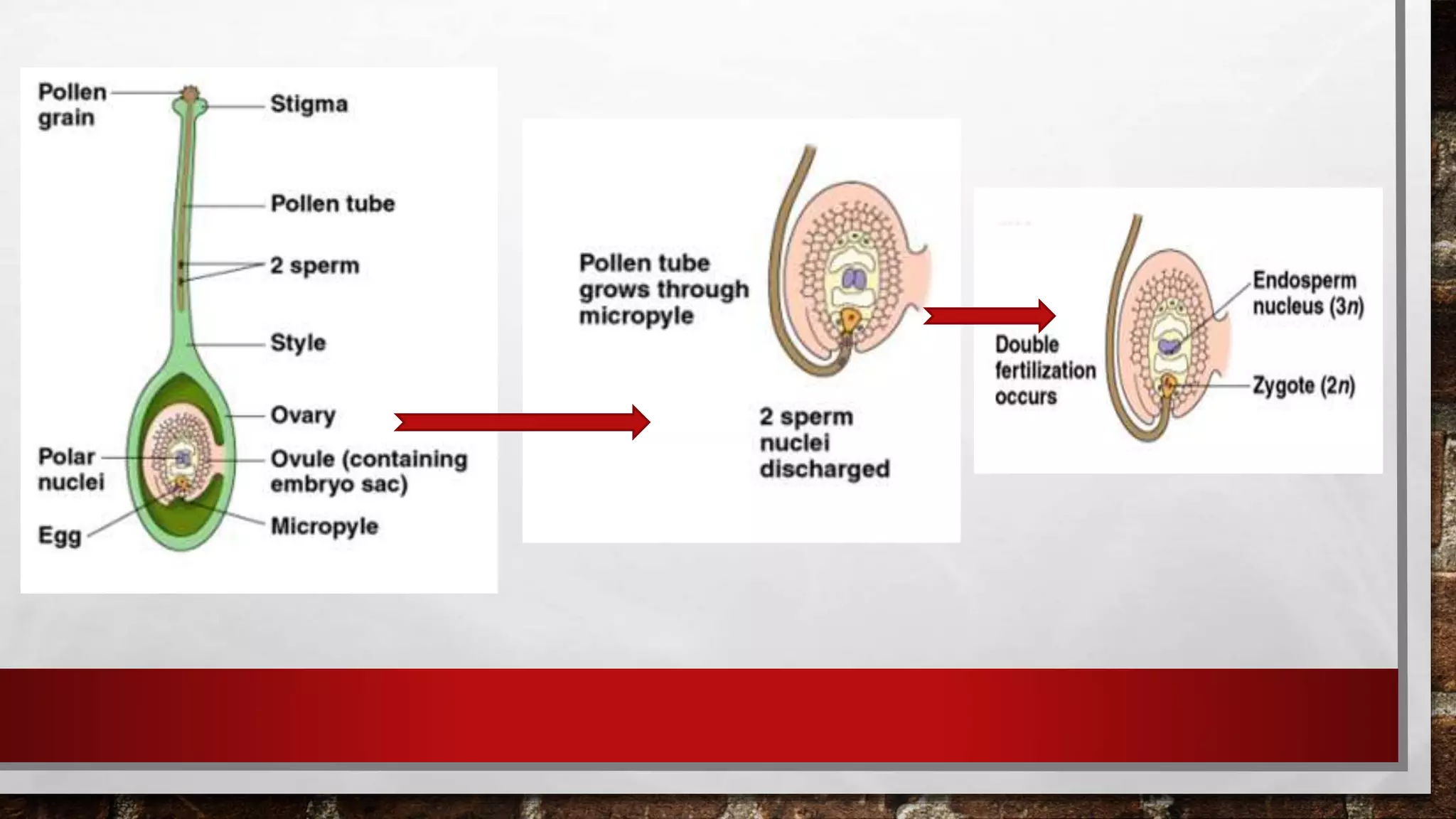 Embryology of pollen and ovule development | PPTX