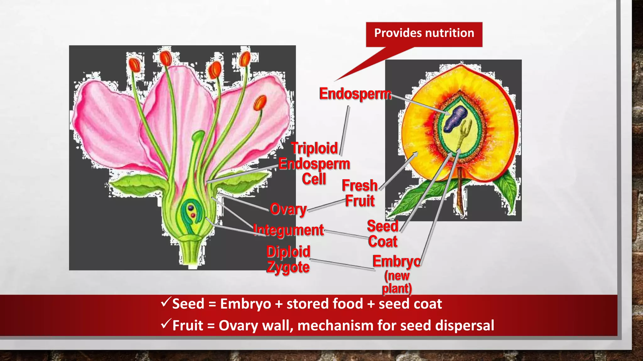 Embryology of pollen and ovule development | PPTX