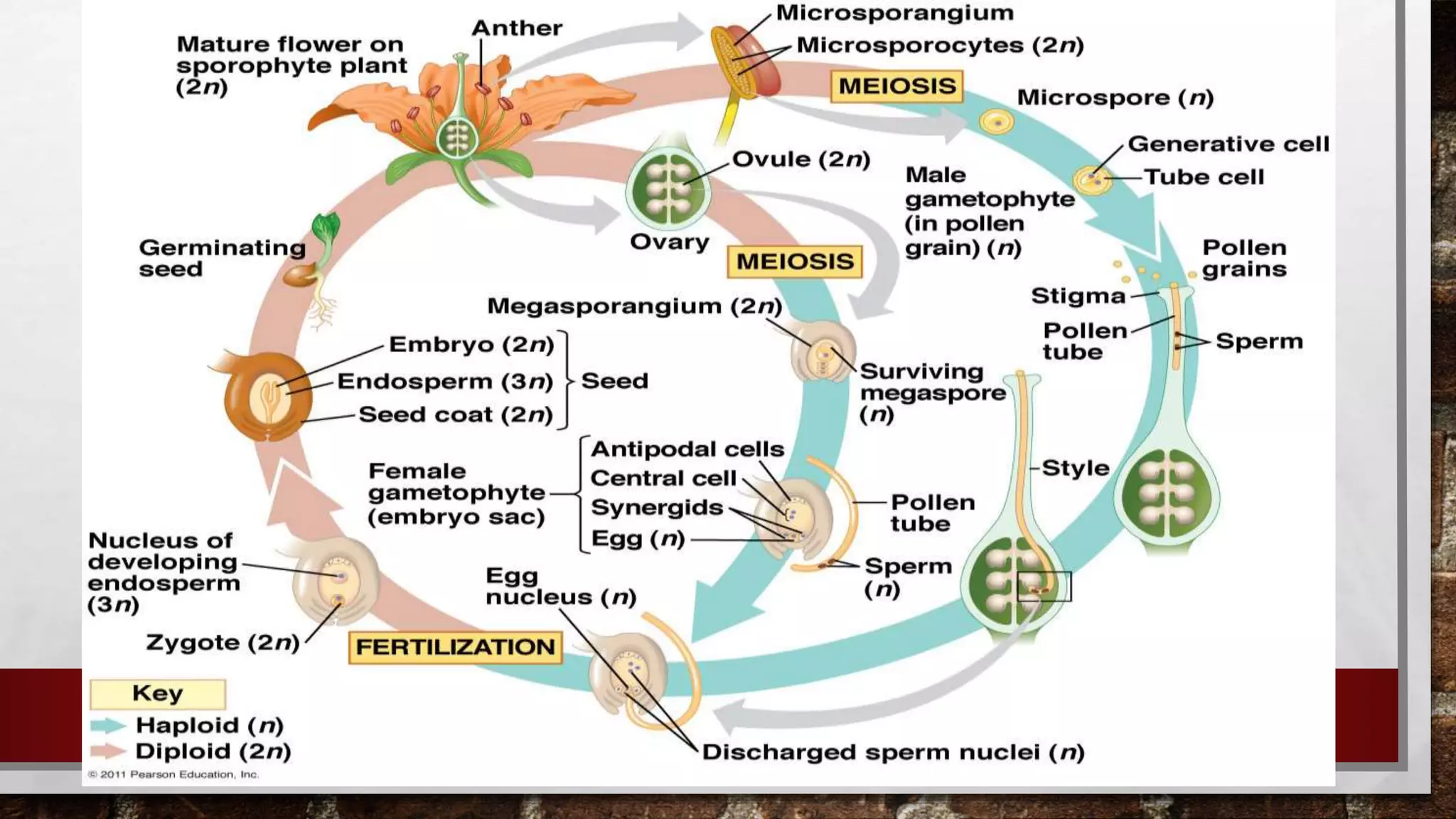 Embryology of pollen and ovule development | PPTX