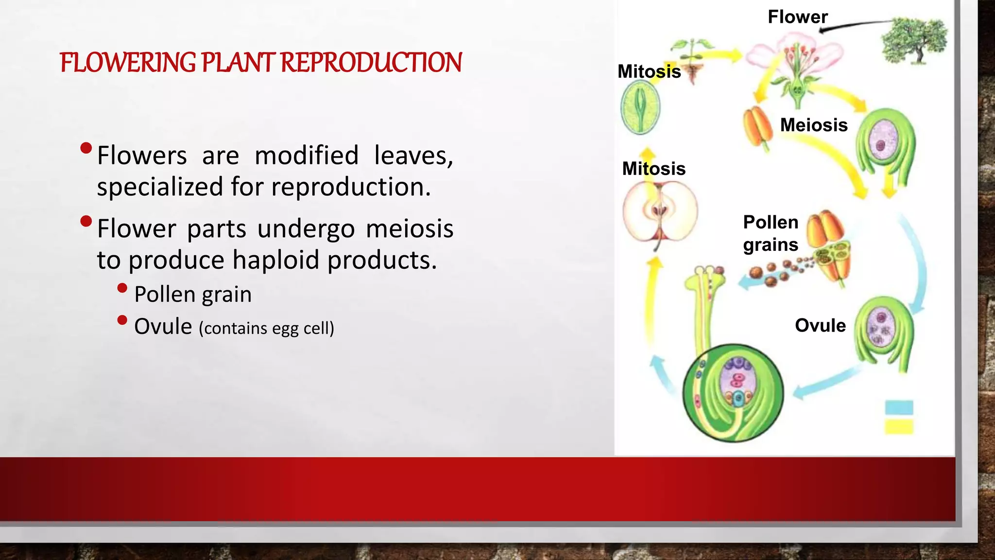 Embryology of pollen and ovule development | PPTX