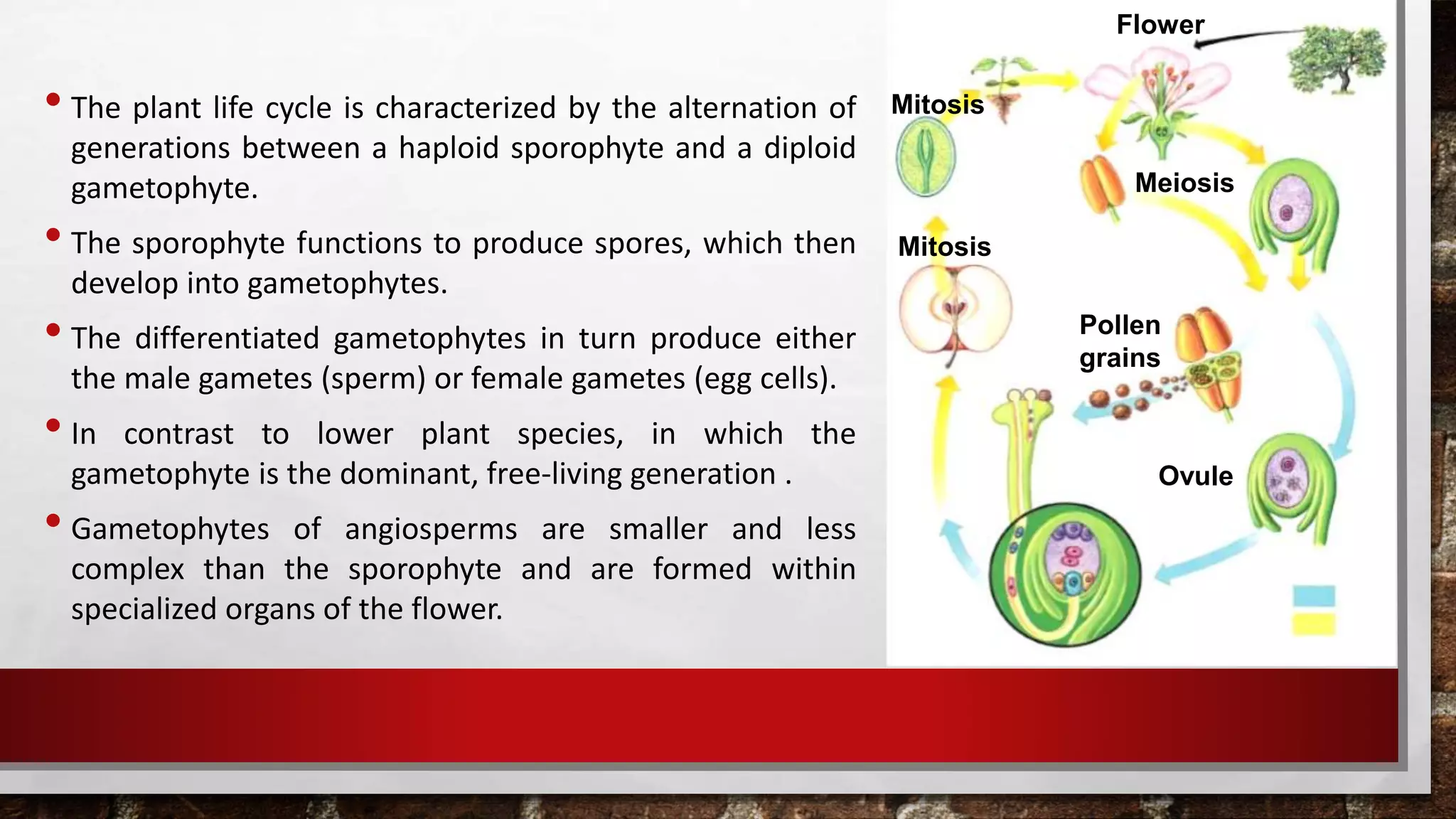 Embryology of pollen and ovule development | PPTX