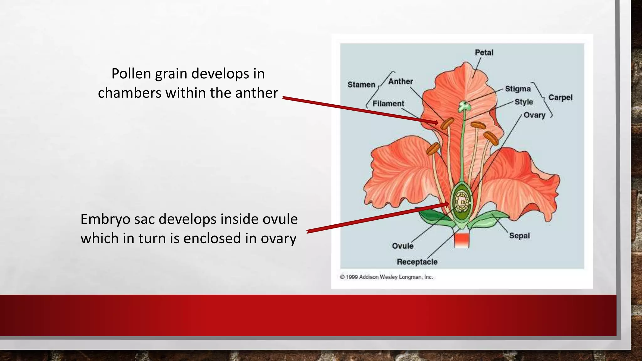 Embryology of pollen and ovule development | PPTX
